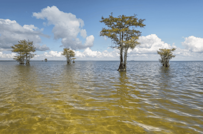 The Best Bass 10 Bass Fishing Lakes in South Carolina: Expert Guide