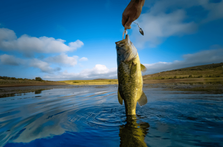 North Carolina Fishing Seasons: The Best Time to Fish for All Species