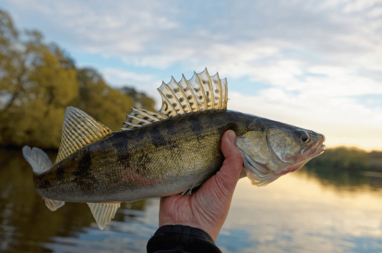 The 12 Best Walleye Fishing Spots in Pennsylvania: Rivers and Lakes + Map