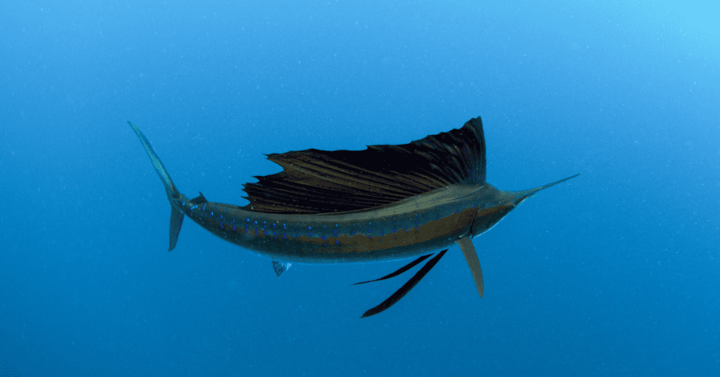 Record Breaking Fish: Nine Incredible Aquatic Creatures