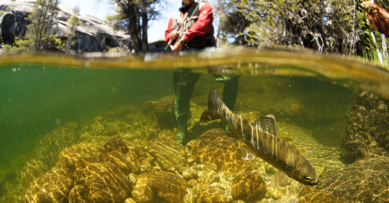 The 10 Best Trout Fishing Rivers in North Carolina: Expert Guide + Map