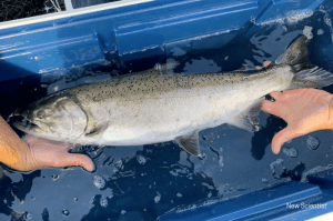 11 Trout Salmon and Char Hybrids: Full List