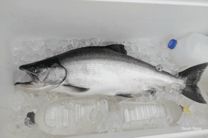 11 Trout Salmon and Char Hybrids: Full List