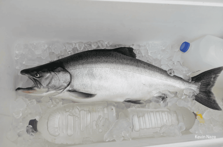 11 Trout Salmon and Char Hybrids: Full List