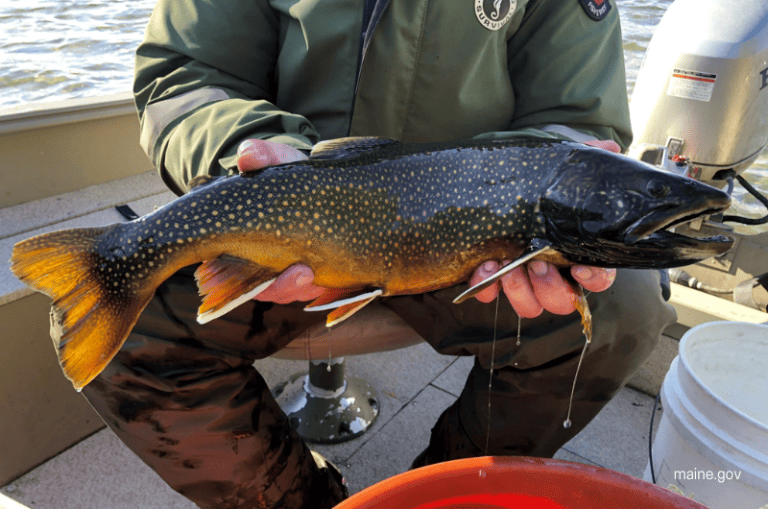 11 Trout Salmon and Char Hybrids: Full List