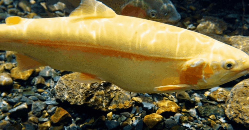 11 Trout Salmon and Char Hybrids: Full List