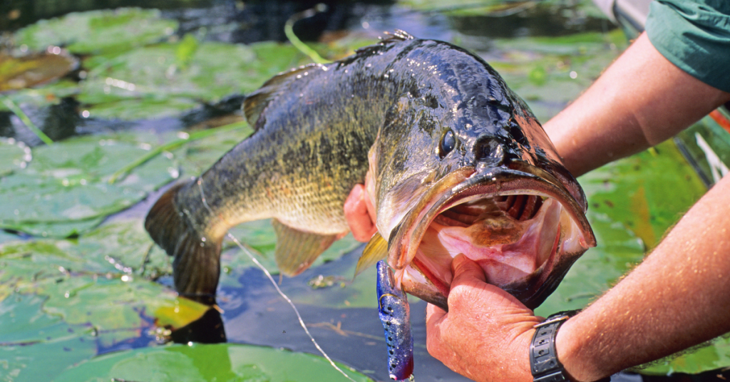 The 15 Best Bass Fishing Lakes in Alabama: Local Expert Guide