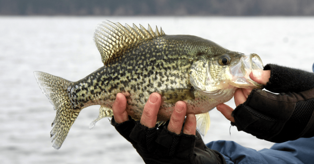 Crappie Fishing: Tips, Gear and Where To Go
