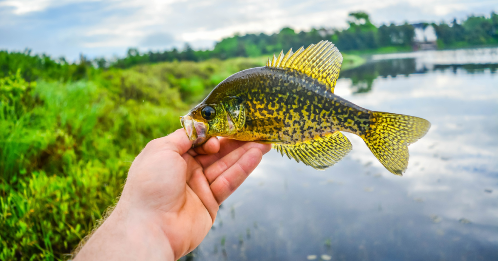 The 10 Best Lures for Panfish: Baits for Bluegill, Crappie and More