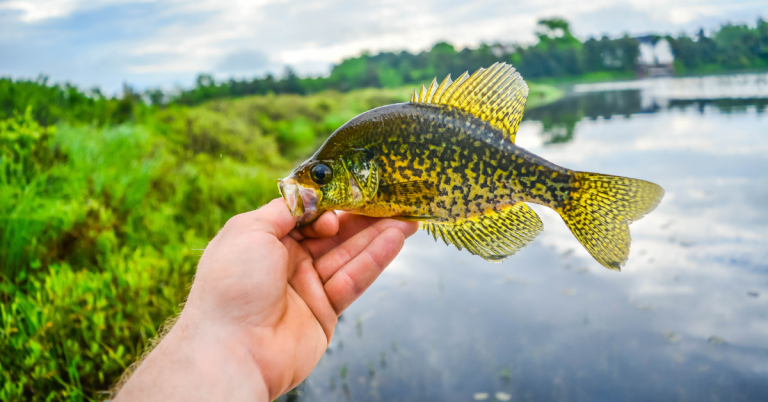 The 10 Best Lures for Panfish: Baits for Bluegill, Crappie and More