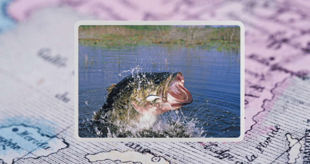 Georgia Fishing: Tips & Locations for Bass Trout & More