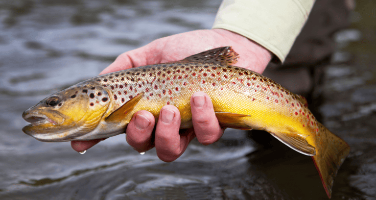 The 18 Best Trout Fishing Rivers and Lakes in Georgia: Full 2025 Guide