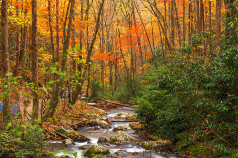 The 18 Best Trout Fishing Rivers and Lakes in Georgia: Full 2026 Guide