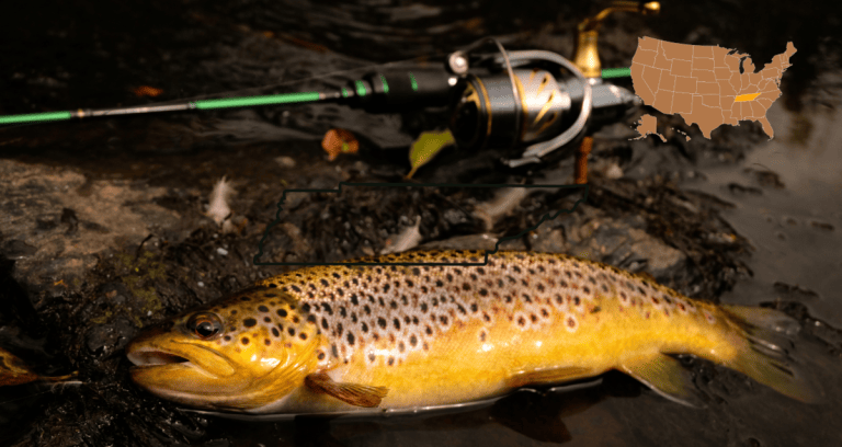 15 Best Trout Fishing Rivers and Lakes in Tennessee: Expert Guide