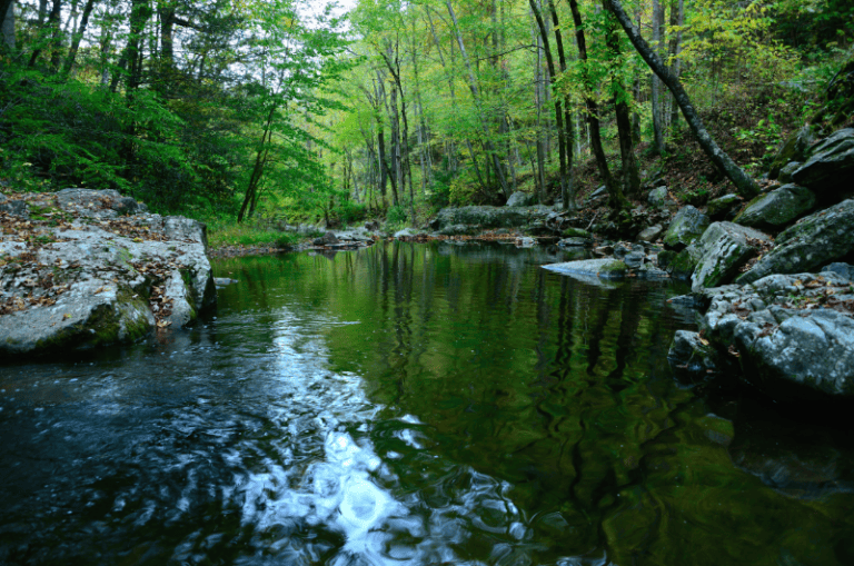 15 Best Trout Fishing Rivers and Lakes in Tennessee: Expert Guide