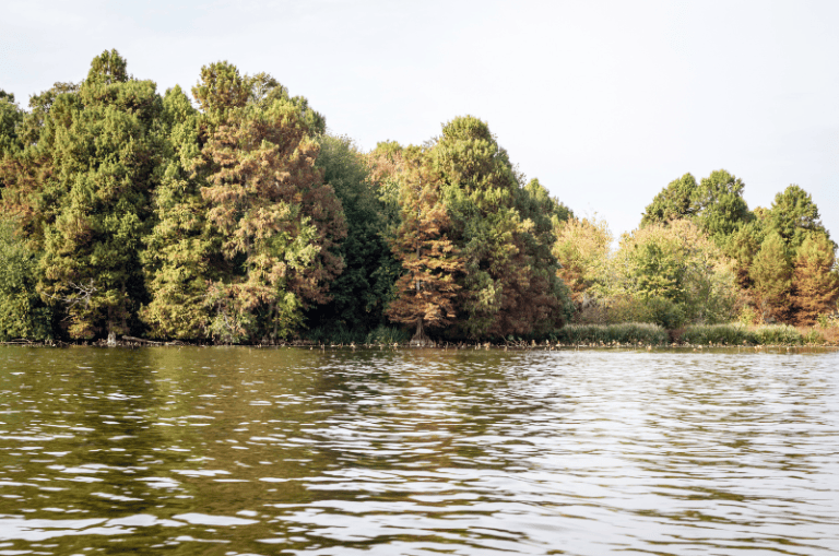 15 Best Trout Fishing Rivers and Lakes in Tennessee: Expert Guide