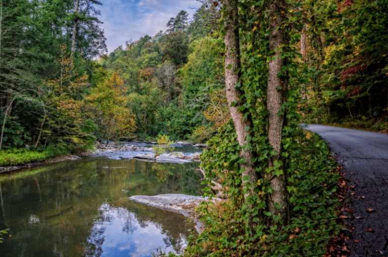 15 Best Trout Fishing Rivers and Lakes in Tennessee: Expert Guide
