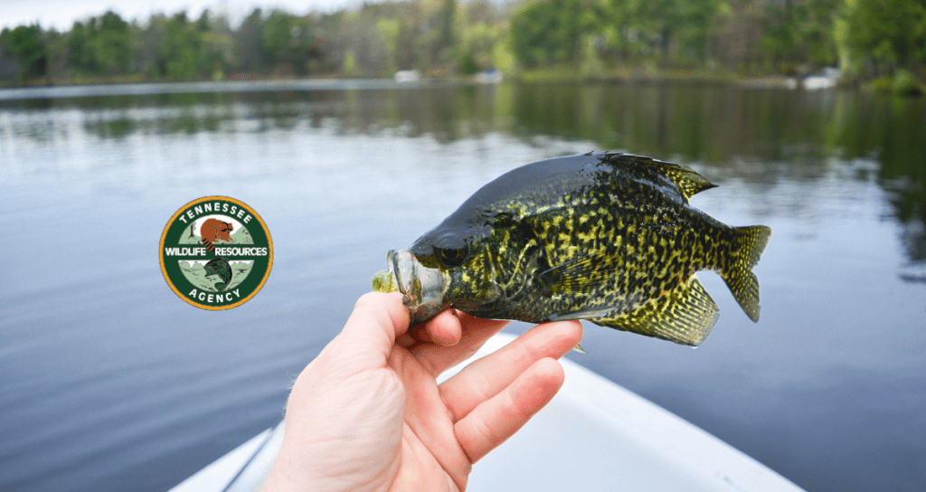 Tennessee Fishing License: Costs, Types & How to Buy