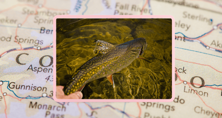 Colorado Fishing: Tips, Fish Species and Where to Go