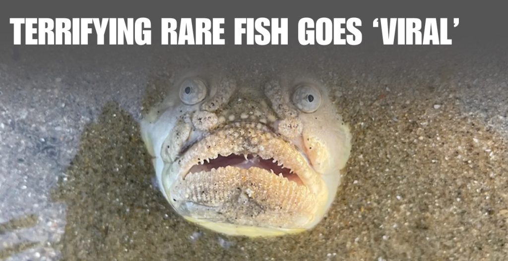 'Terrifying' Fish Stuns Viewers After Instagram Post Goes Viral ...