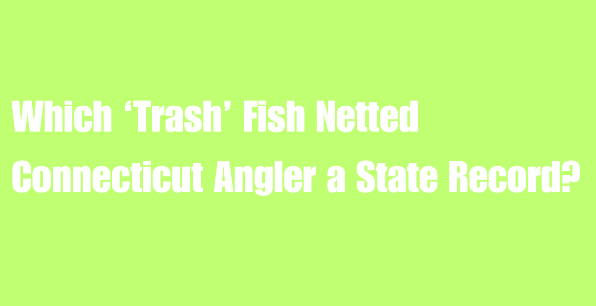 The 45lb 'Trash' Fish that Netted Connecticut Angler a State Record ...