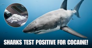 The Best 50 Fishing Memes: Funniest, Sauciest and More